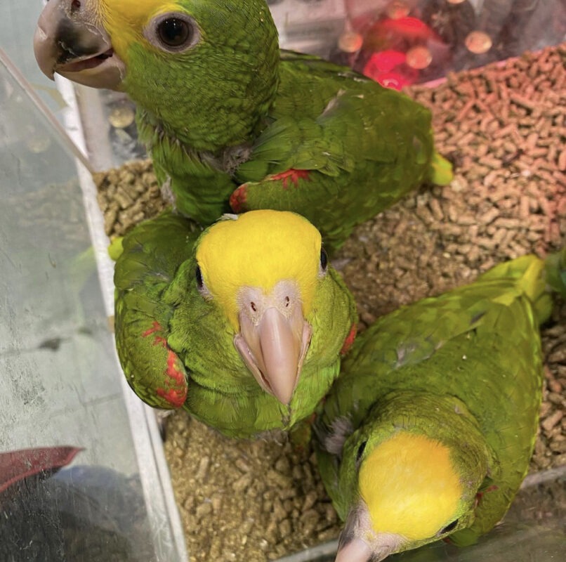 Double Yellow Headed Amazon Parrot – Paradise Birds Farm
